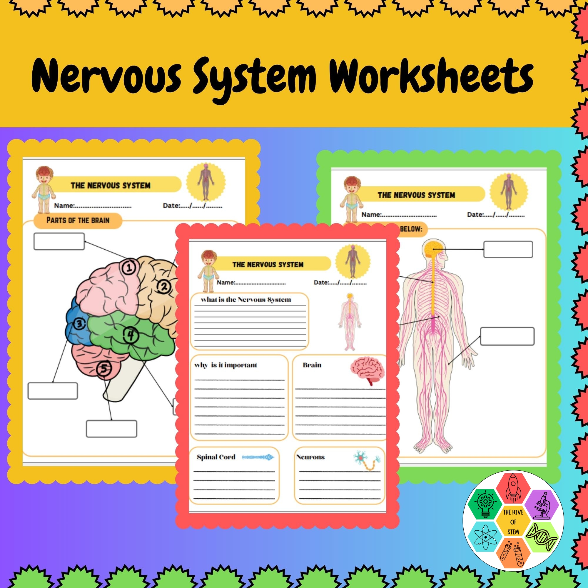 Human Body Systems | Nervous System | Worksheets and activities ...