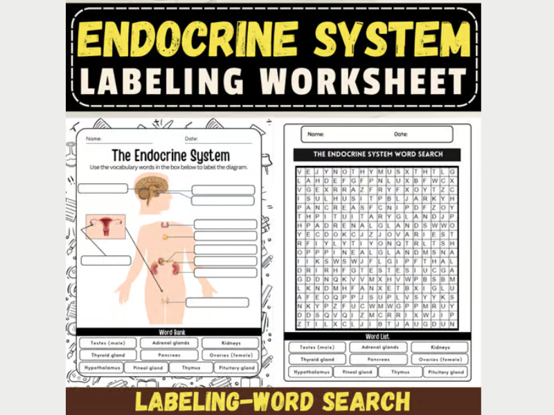 Label the Endocrine System Anatomy: Hormonal Regulation Worksheet ...