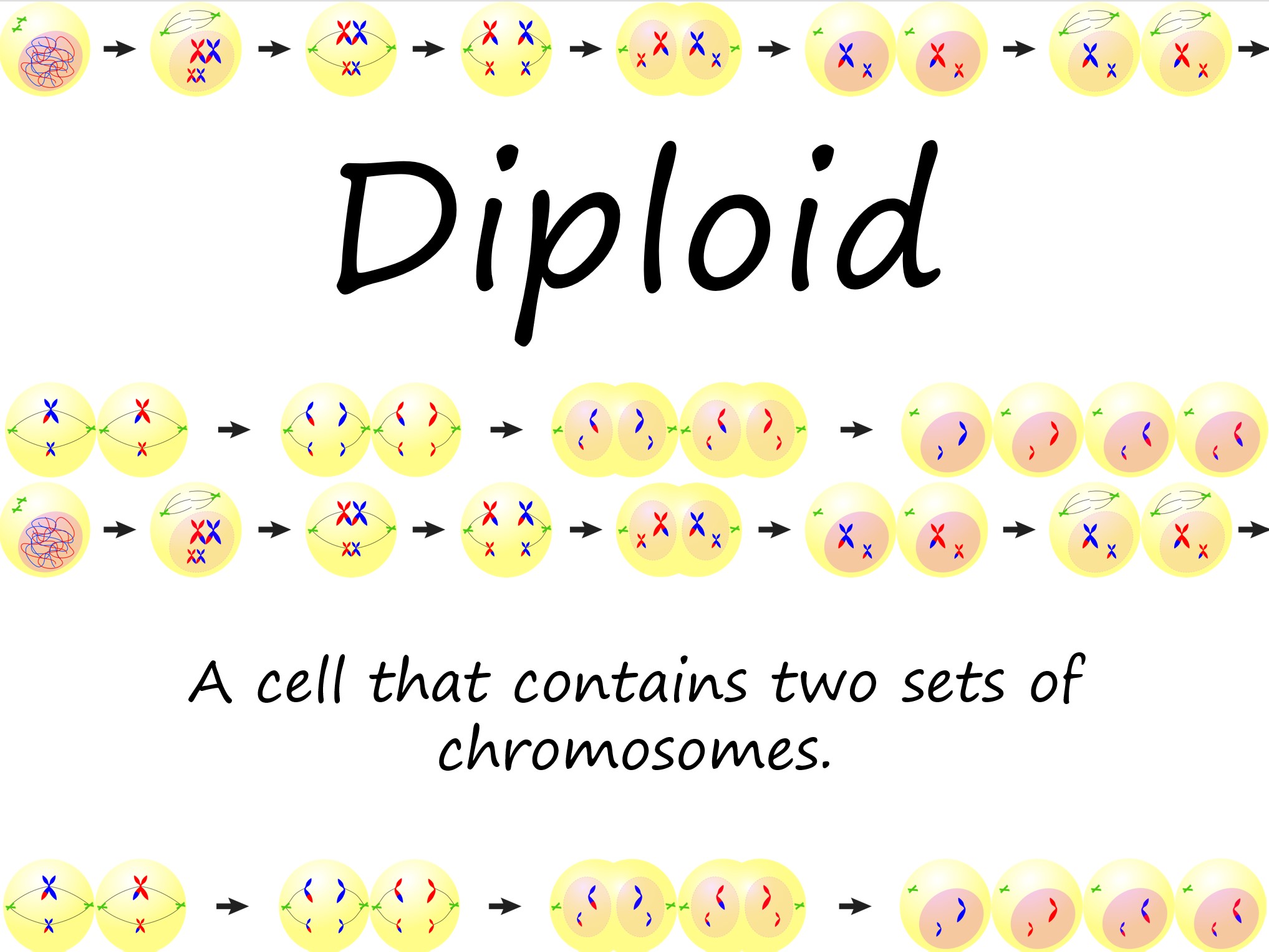 Meiosis Vocabulary Cards Word Wall | Teaching Resources