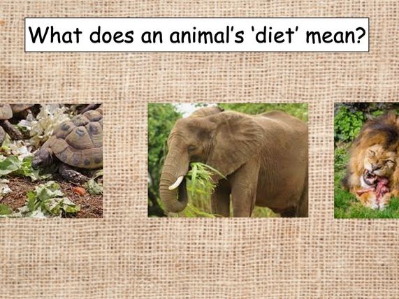 Year 1 Science (Animals including humans) African Animals Lesson 4 ...