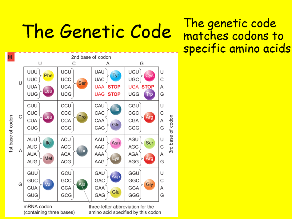 Edexcel SB3Genetic Variants and Phenotypes Complete Lesson - GCSE ...