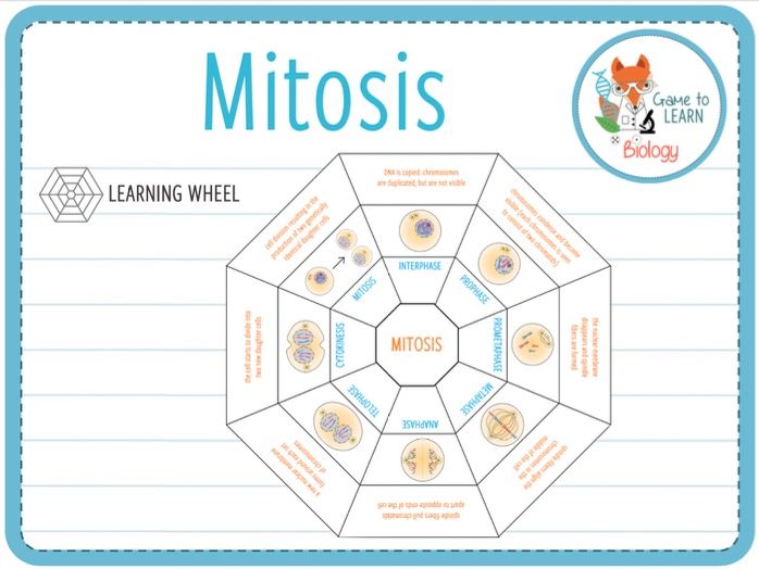 Mitosis - Learning wheel (KS4/5) | Teaching Resources