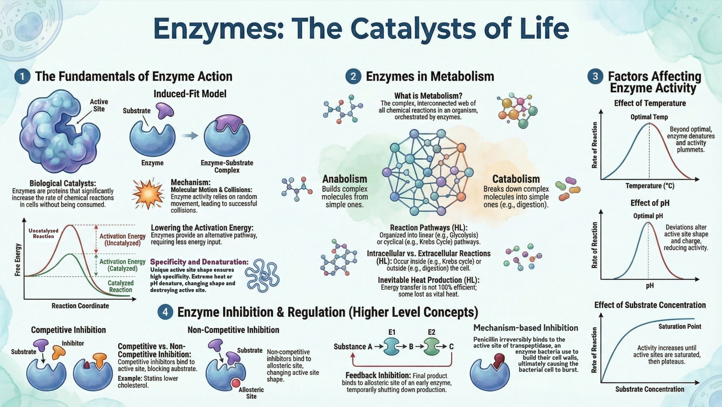 IB DP Biology Digital Infographic Poster: C1.1 Enzymes (2026 ...
