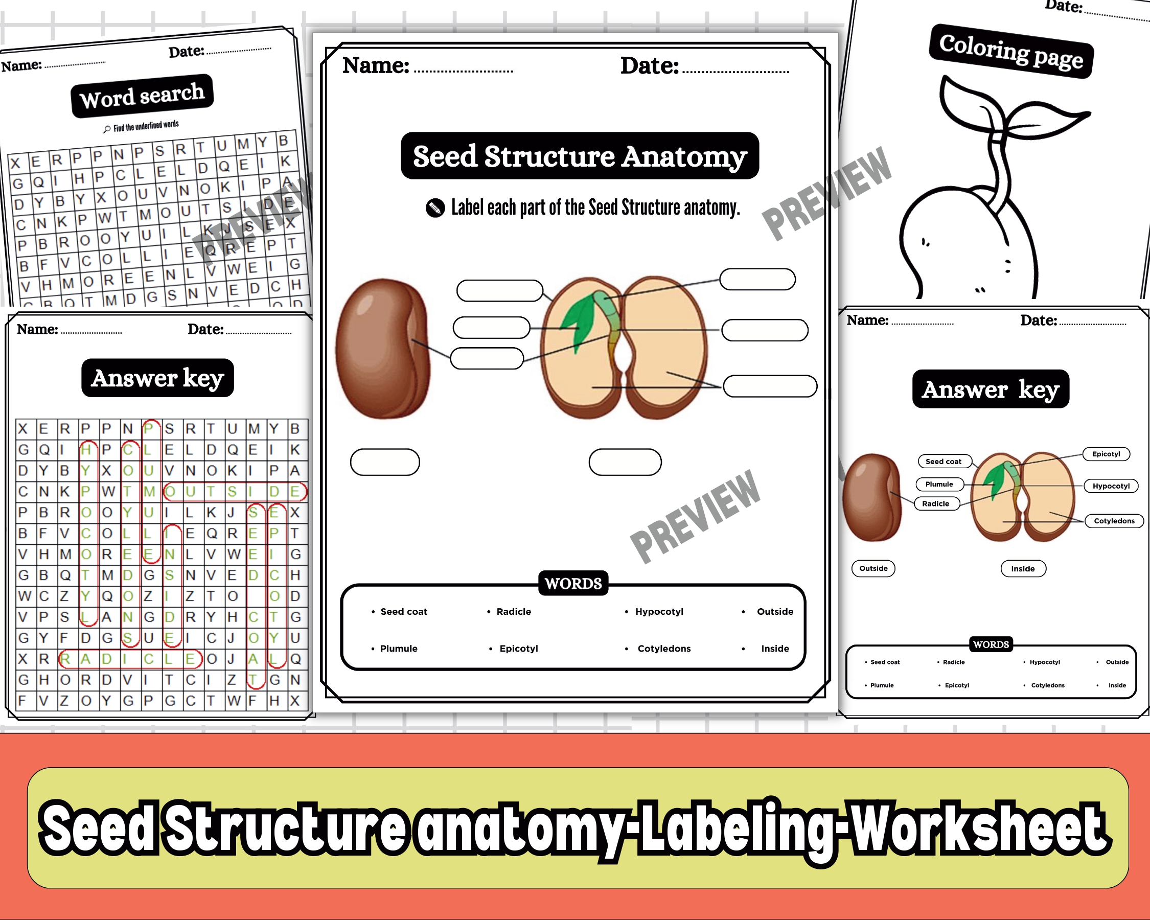 Seed Structure Anatomy Worksheets,Labeling Diagram,Word Search,Coloring ...