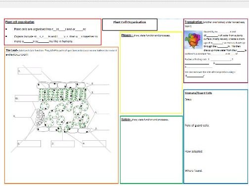 AQA Foundation plant cells revision crib sheet | Teaching Resources
