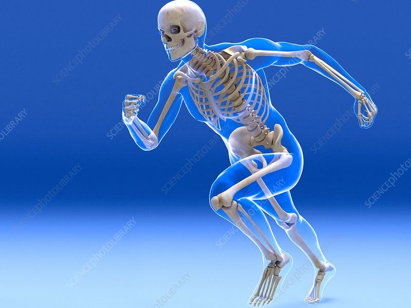 OCR GCSE P E Skeletal System Structure And Function Teaching OCR GCSE P E Skeletal System Structure And Function Teaching