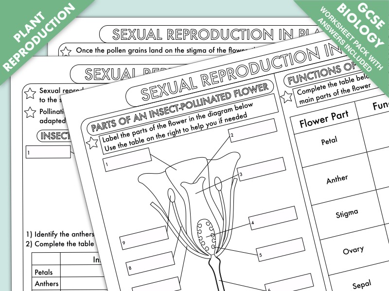 GCSE Biology Plant Reproduction Worksheet Pack Teaching Resources