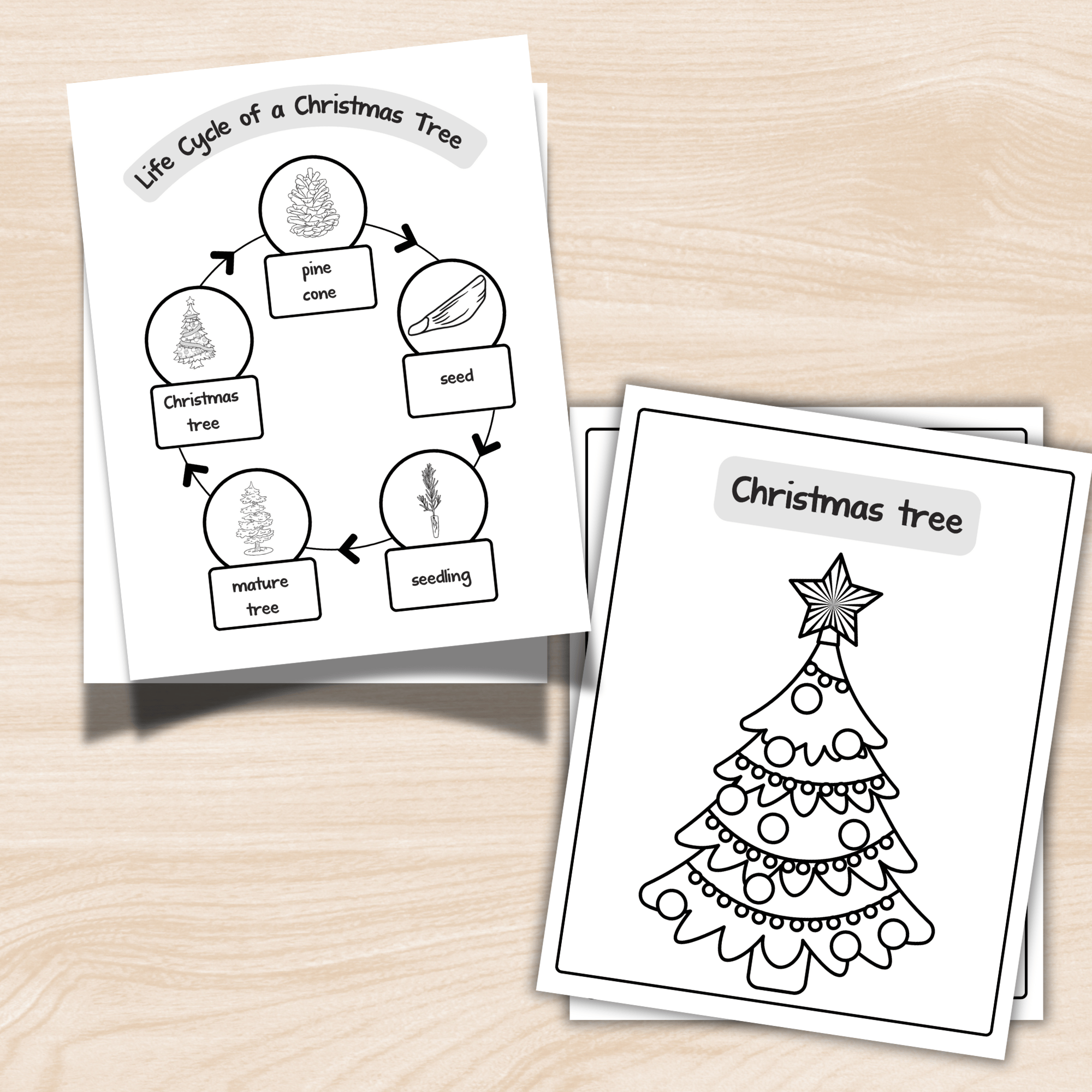 Life Cycle of a Christmas Tree Coloring Posters Christmas Science ...
