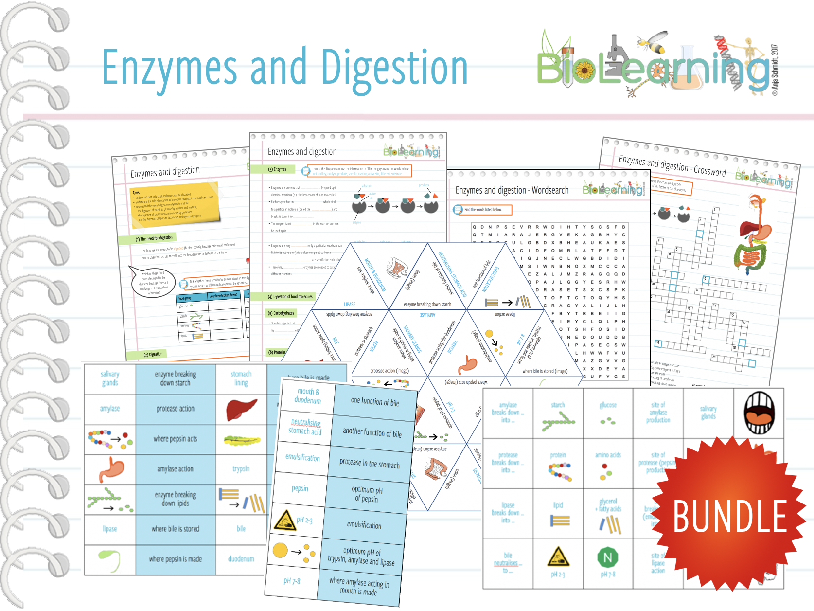 Enzymes and digestion - 6x Activities and Games | Teaching Resources