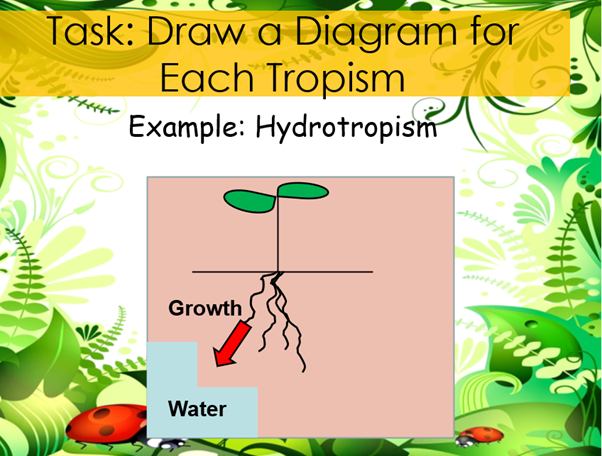 B11.9 Plant hormones and plant responses | Teaching Resources