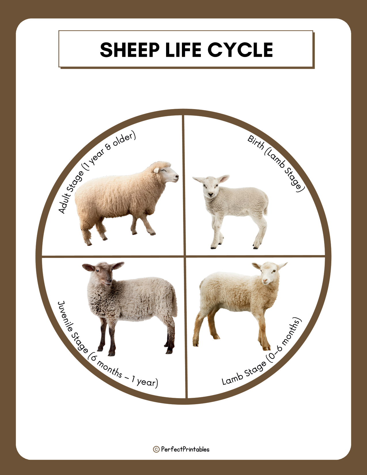 Life Cycle Of A Sheep Worksheet