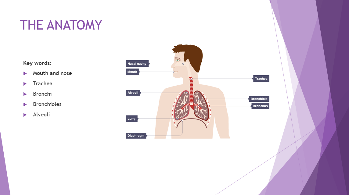 The Cardio-Respiratory System - AQA GCSE PE | Teaching Resources