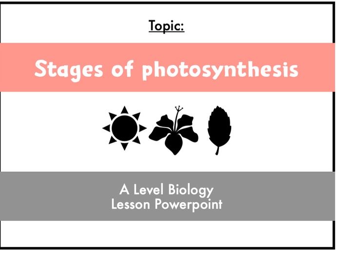 The stages of photosynthesis- A Level Biology | Teaching Resources