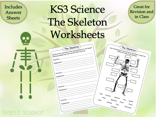 The Human Skeleton KS3 Science Biology Worksheets Teaching Resources The Human Skeleton KS3 Science Biology Worksheets Teaching Resources