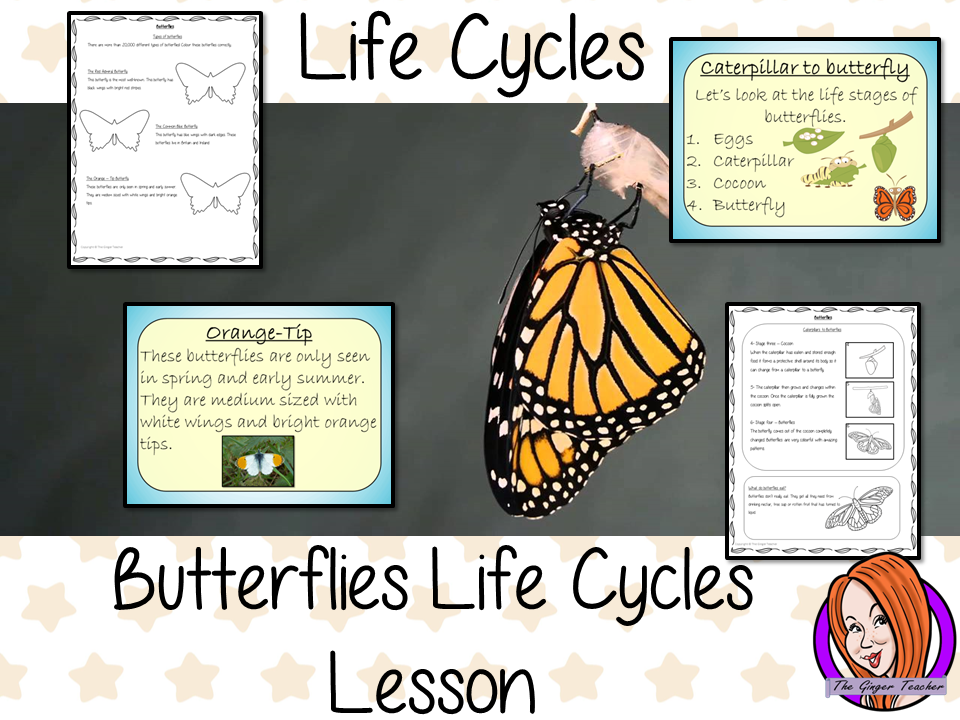 Butterflies Life Cycles Complete Science Lesson Teaching Resources Butterflies Life Cycles Complete Science Lesson Teaching Resources