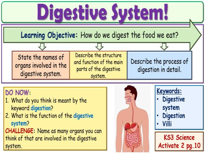 Digestive System KS3 Activate Science | Teaching Resources