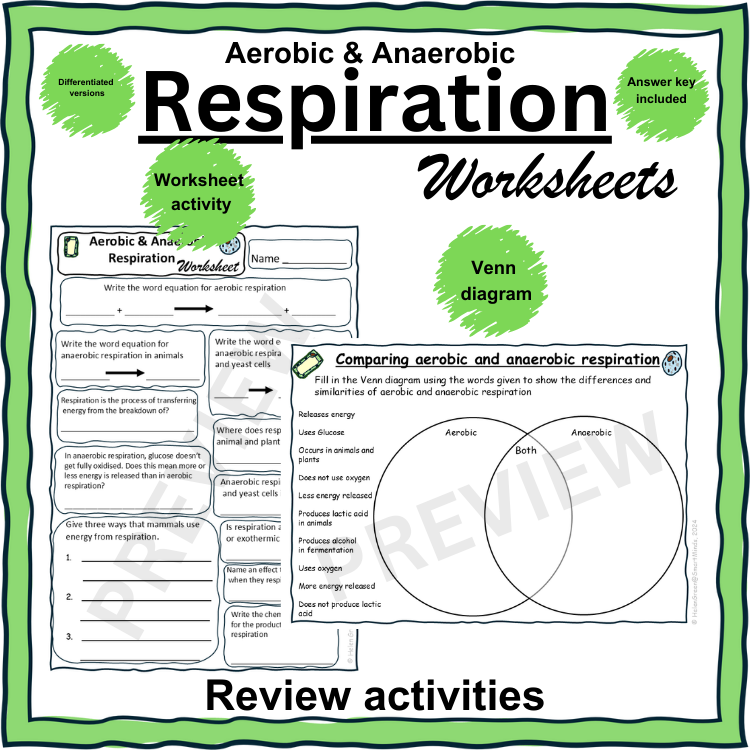 CELLULAR RESPIRATION - AEROBIC & ANAEROBIC RESPIRATION REVIEW ACTIVITY WORKSHEET & VENN DIAGRAM ...