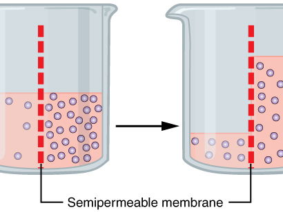 GCSE MCQs on Osmosis | Teaching Resources