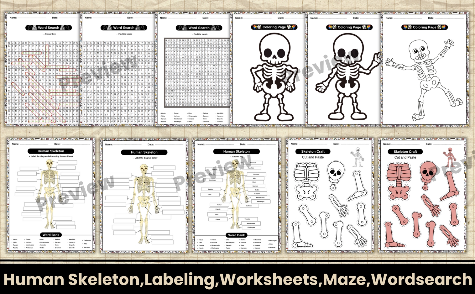 Human Skeleton Coloring Page Answers 2025 