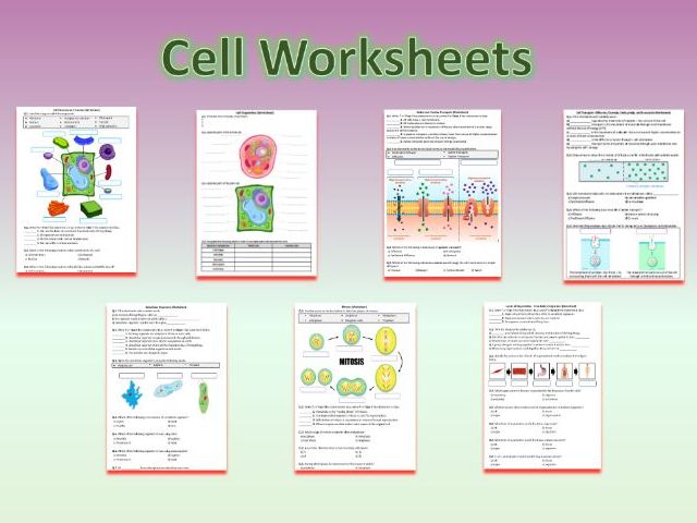 The Virtual Cell Worksheet