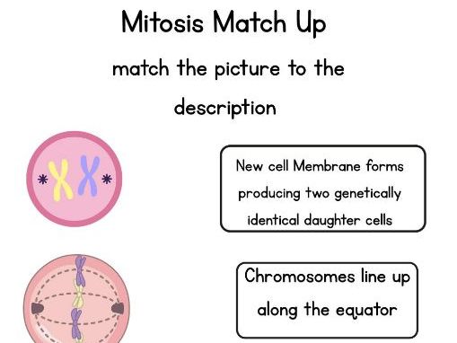 Mitosis Stages Match up Activity Worksheet | Teaching Resources