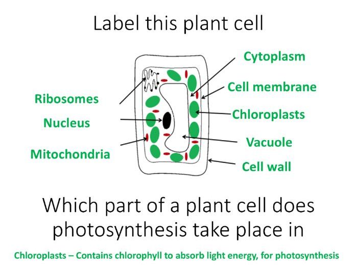 B4 Bioenergetics Revision Aqa Biology Teaching Resources