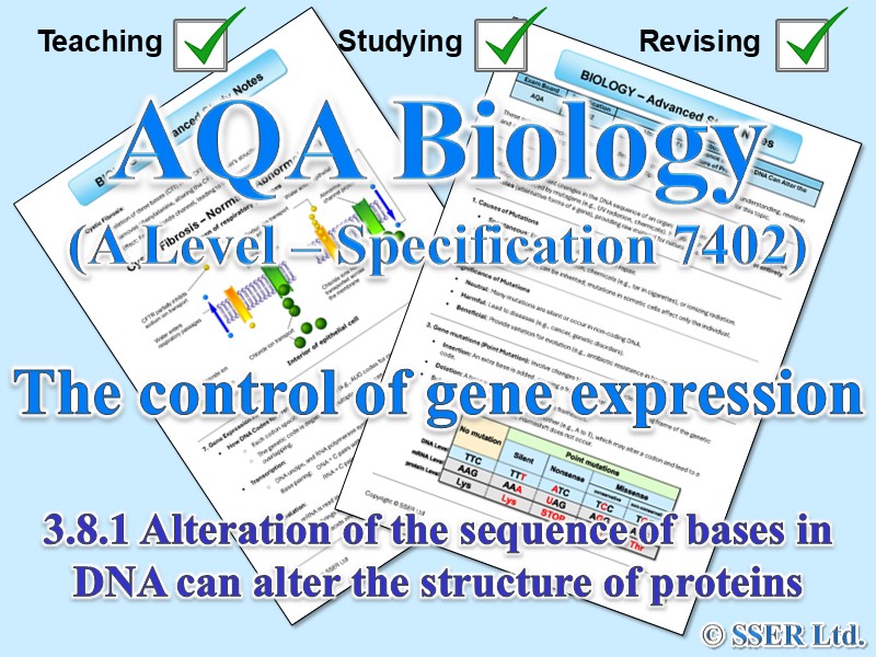 BIOA_AQA Topic Notes: 3.8.1 Alterating base sequences in DNA can alter ...