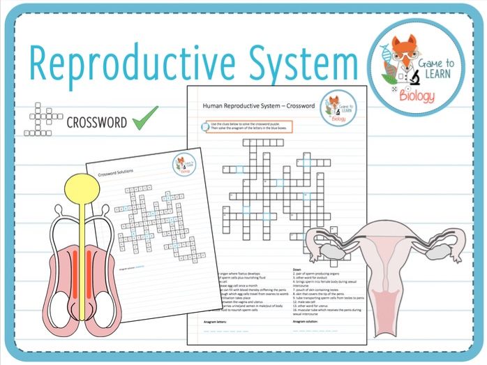 Human Reproductive System Crossword KS2 3 Teaching Resources Human Reproductive System Crossword KS2 3 Teaching Resources