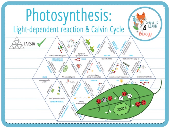 Photosynthesis: Light-dependent reaction & Calvin cycle - Tarsia large ...