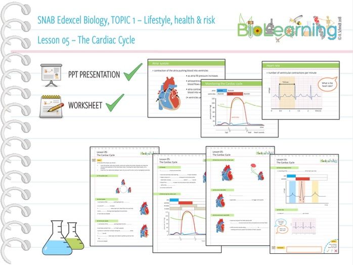 SNAB Biology Topic 1 - Lesson 5 (The Cardiac Cycle) – WS and PPT ...