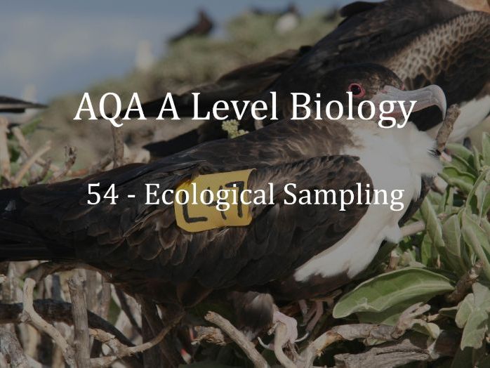 AQA A Level Biology Lecture 54 - Ecological Sampling | Teaching Resources