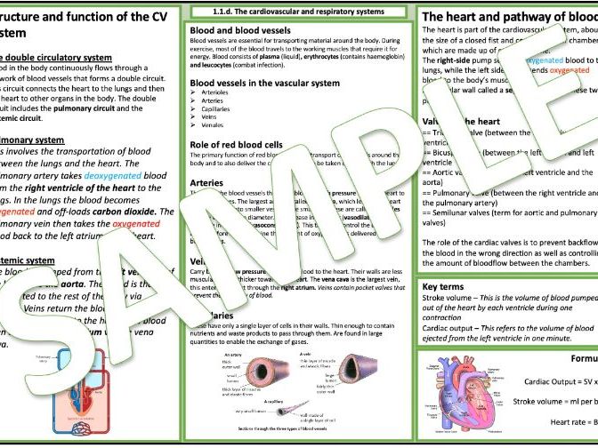 Science Gcse AQA GCSE PE: Revision Worksheets - Respiratory System ...