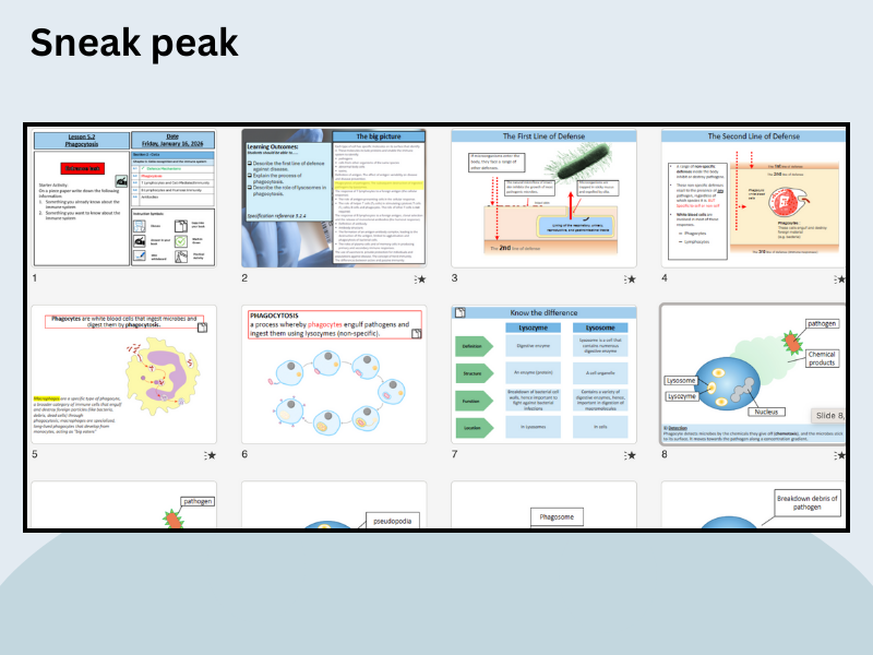 AQA A-Level Biology: Phagocytosis – First Line of Defence | Teaching ...