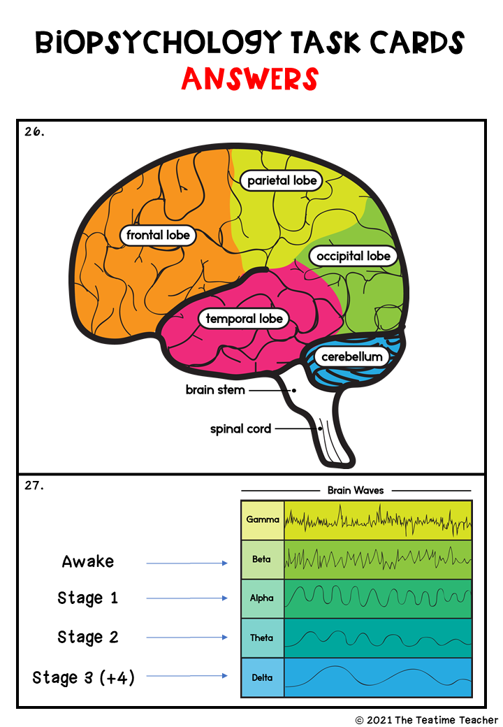 Biopsychology Revision Task Cards | Teaching Resources