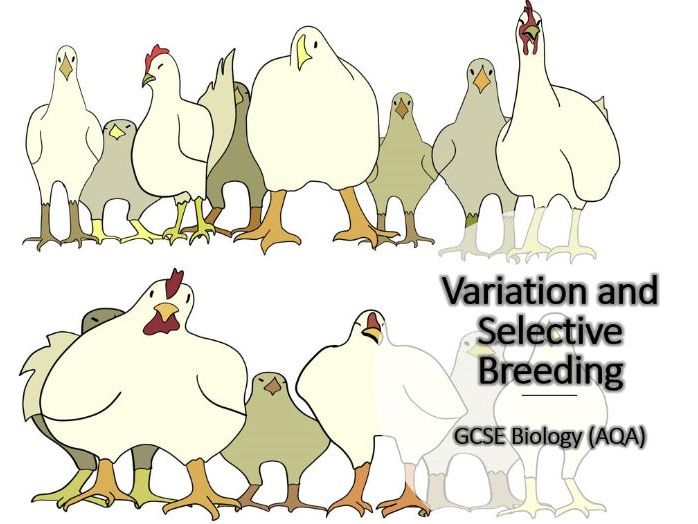 Inheritance, Variation and Evolution (GCSE Biology AQA Topic 6 ...