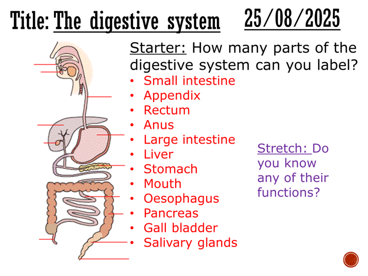 The human digestive system - complete lesson (GCSE 1-9) | Teaching ...