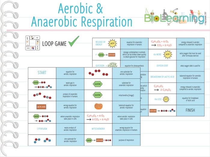 Aerobic and anaerobic respiration - Loop Game (KS4) | Teaching Resources