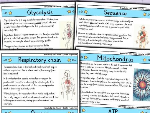 Cellular Respiration - Flashcards | Biology | Processes, Stages ...