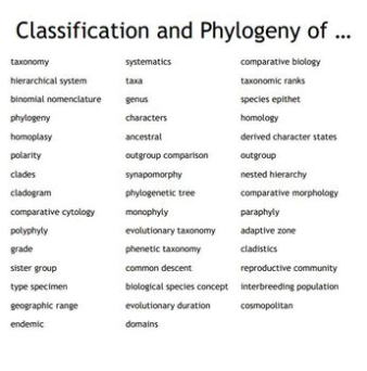 "The Classification and Phylogeny of Animals" Bingo set for a Zoology ...