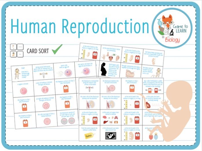Human Reproduction: From conception to birth - Card Sort (KS3/4 ...