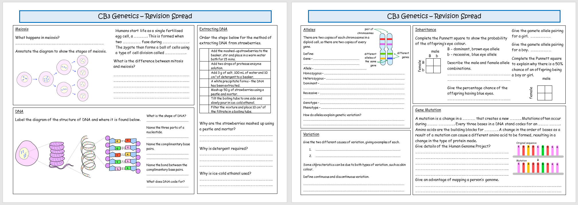 CB3 Genetics Revision Spread | Teaching Resources