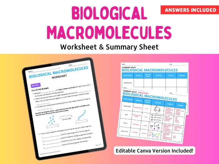 Biological Macromolecules - Worksheet & Summary Sheet for High School ...