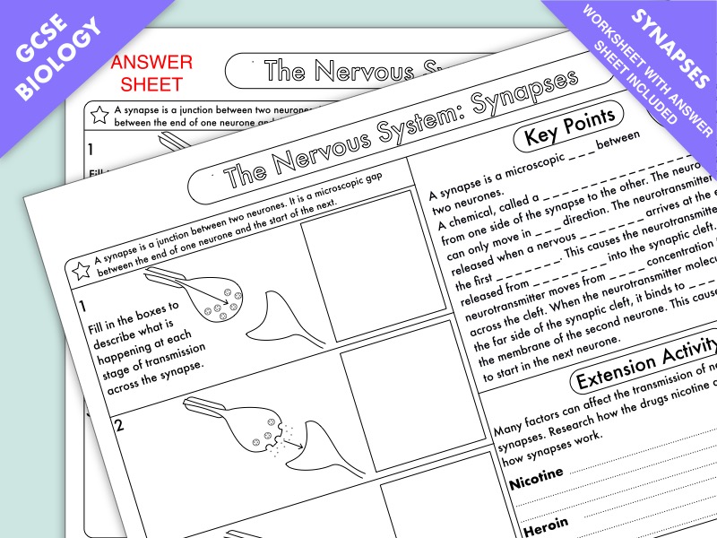 GCSE Biology Synapse Worksheet Teaching Resources
