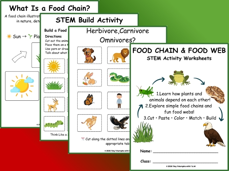 FOOD CHAIN & FOOD WEB /STEM Activity | Teaching Resources