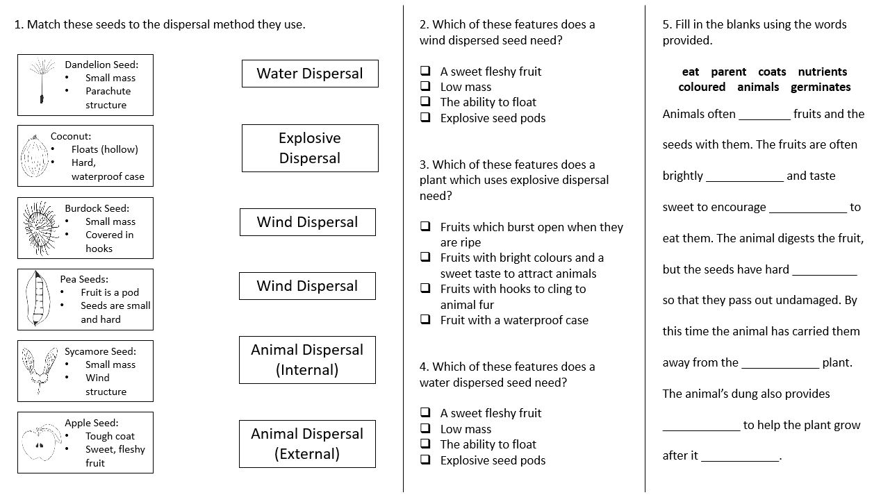Seed Dispersal Activity Ks2