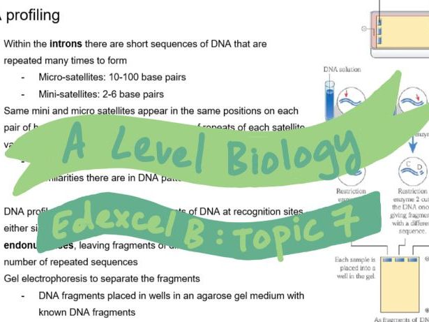 A* Edexcel A Level Biology B Topic 7 - Modern Genetics Revision Notes ...