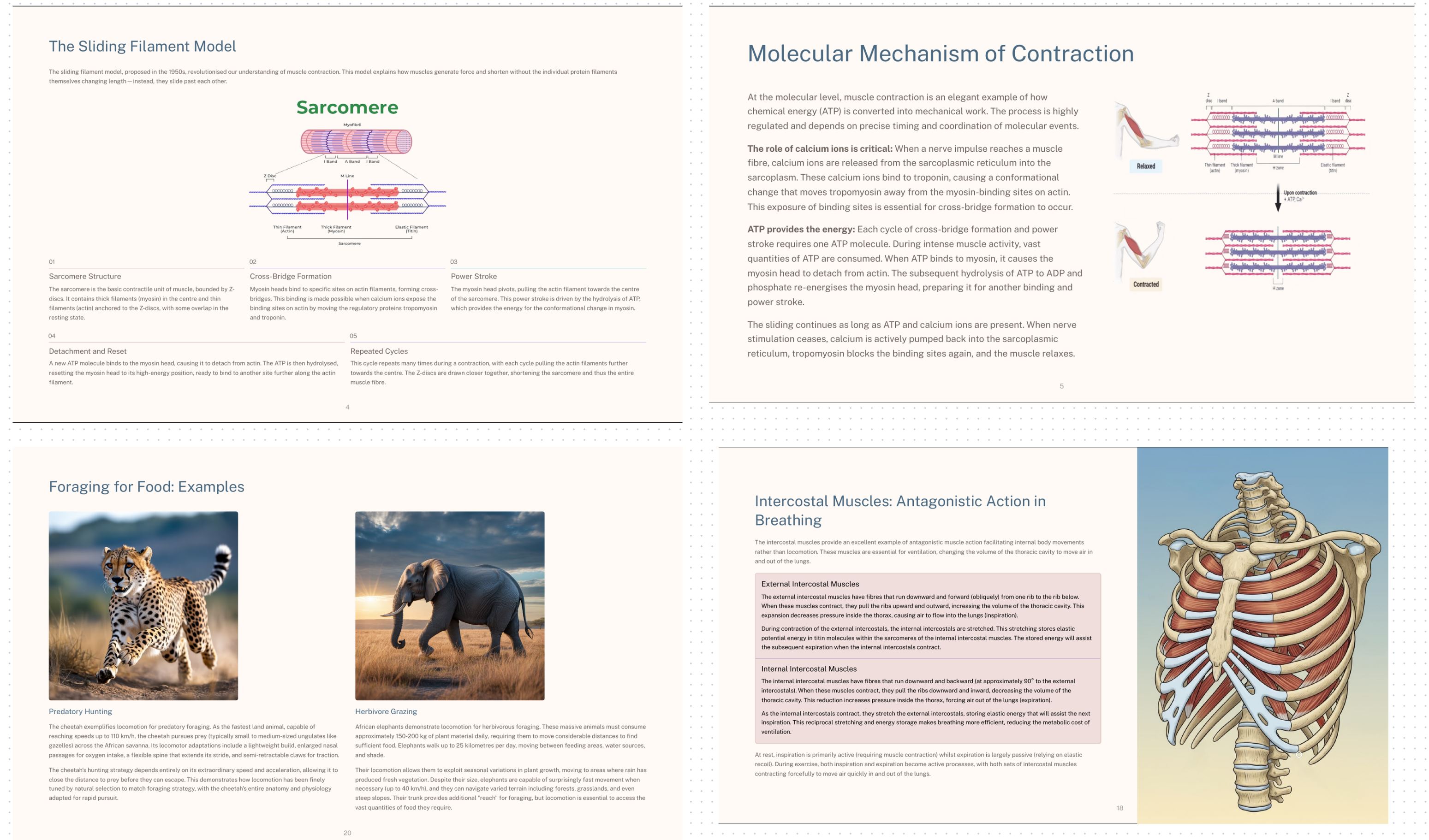IB DP Biology B3.3 Muscle & Motility Teaching Notes & PowerPoint 2026 ...