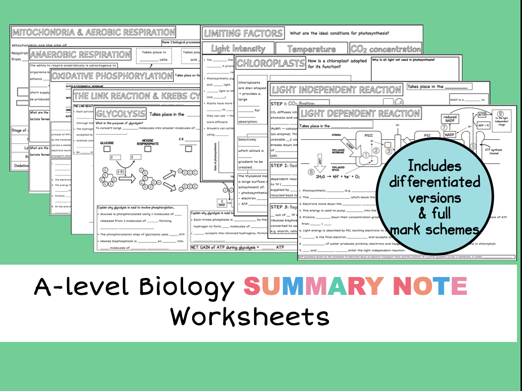 Photosynthesis & Respiration A-level Biology Worksheet Bundle ...