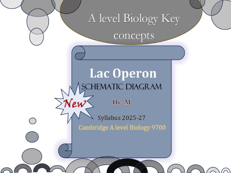 Lac Operon : Schematic diagram - A level Biology | Teaching Resources