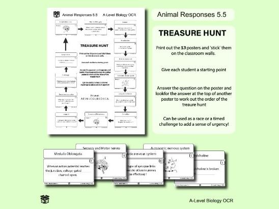 Animal Responses - Alevel Biology Treasure Hunt | Teaching Resources